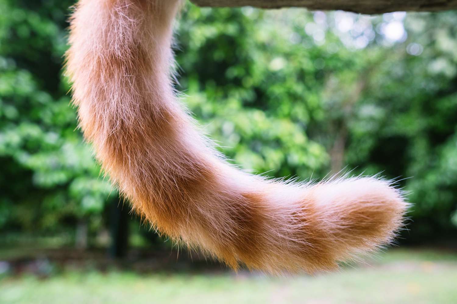 10 Fakta Seputar Berkibasnya Ekor Kucing: Apakah Ini Pertanda Bahaya ...