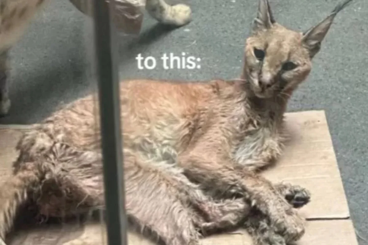 Kucing Caracal Milik Influencer, Kondisi yang Memprihatinkan Jadi ...