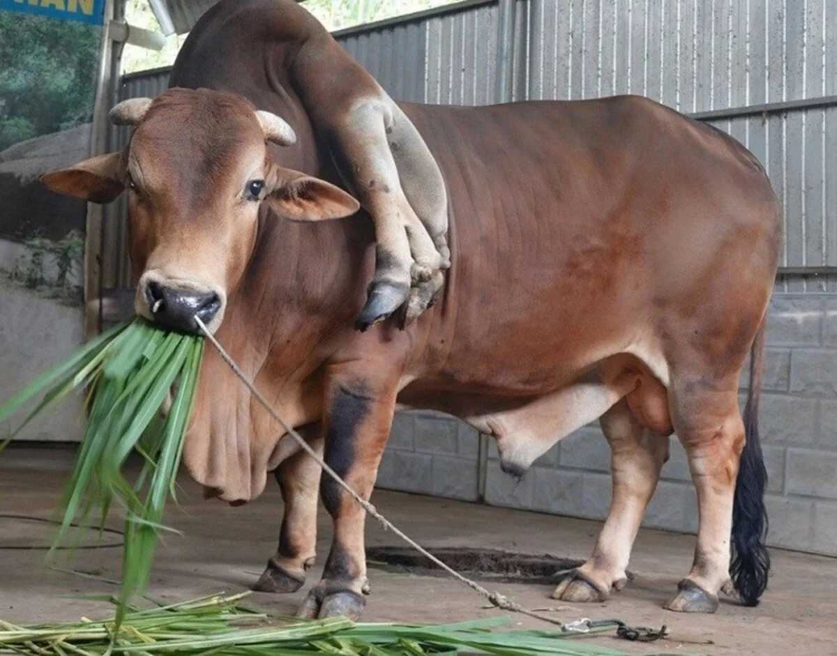 Simak Harga Sapi Paling Mahal di Dunia, Bikin Melongo! – Laman 2 ...