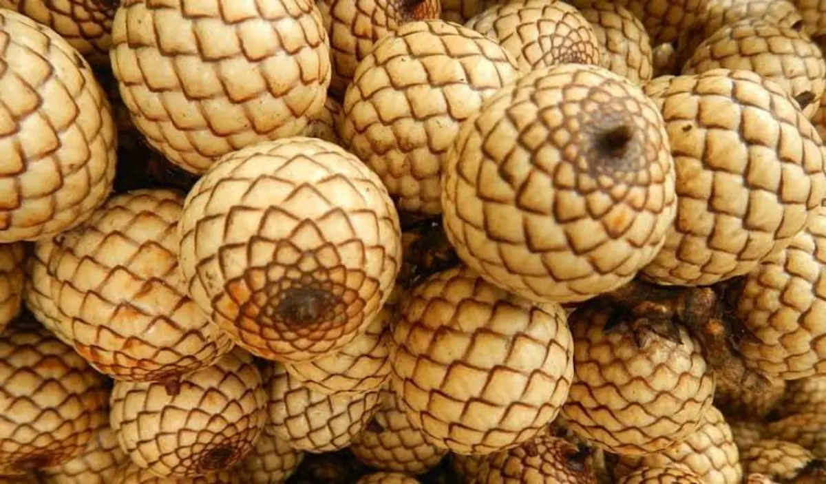 Manfaat Buah Rotan (Manau) untuk Kesehatan: Rahasia Nutrisi Asam yang ...