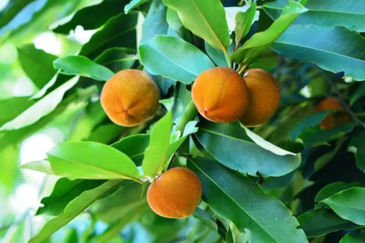 Buah Bisbul: Si Beludru Manis Khas Bogor, Buah Langka dengan Segudang ...