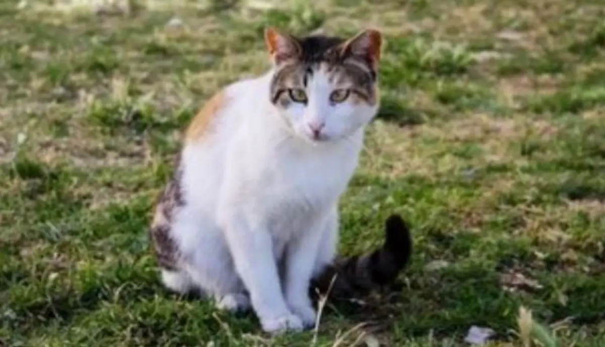 Kucing Liar BAB atau Berak Sembarangan di Sekitar Rumah Kita? Coba Tips Jitu Ini, Ampuh Mengusir ...