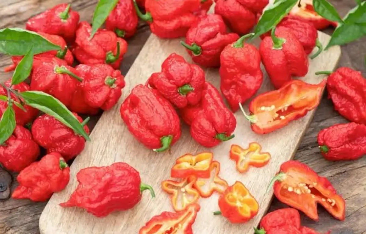 Kenapa Cabe Carolina Reaper Bisa Super Pedas dan Beda Banget dari Cabe ...