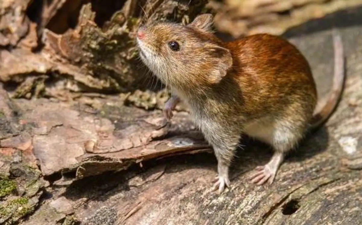 Digigit Tikus, Seorang Warga KBB Positif Terpapar Virus Hanta ...