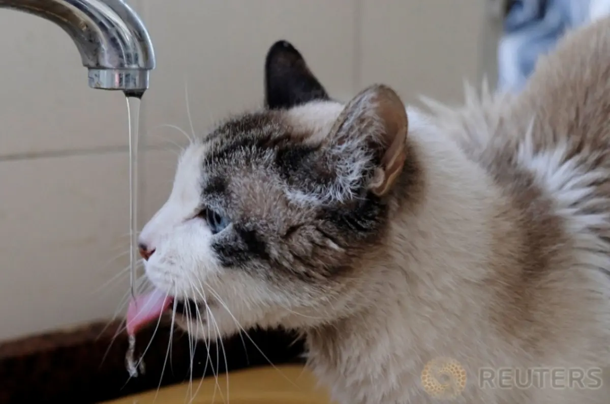 Kelakuan Lucu Hewan Peliharaan yang Bikin Pemiliknya Gak Bisa Nahan ...