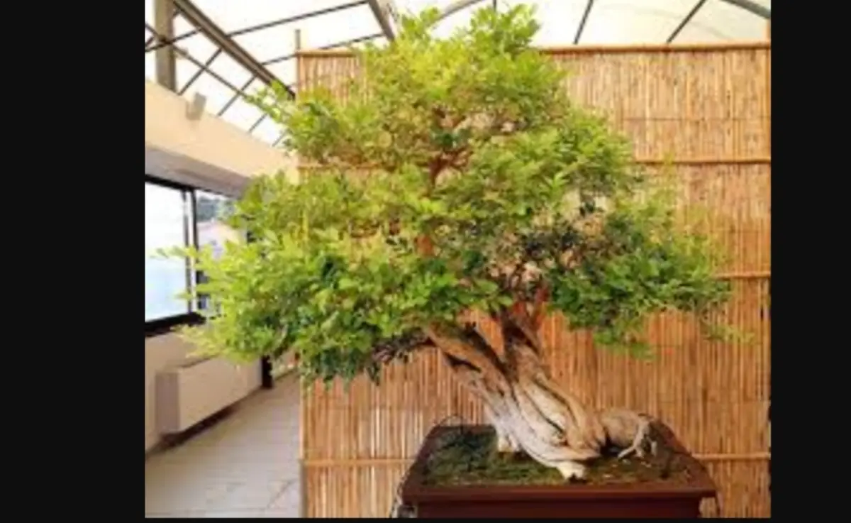 5 Tanaman Bonsai yang Dipercaya Membawa Keberuntungan, Anda Punya? – Laman 2 – KBEonline.id