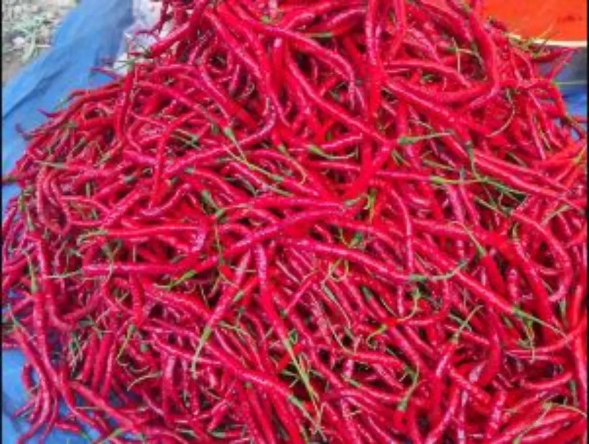 Menjelang Nataru 2026, Harga Cabai Merah Besar di Bandar Lampung ...